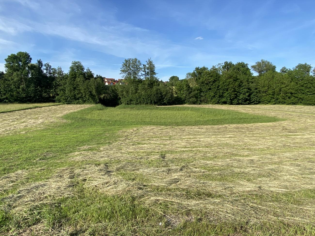 Retentionsmulde Seewiesen | Bienenroute