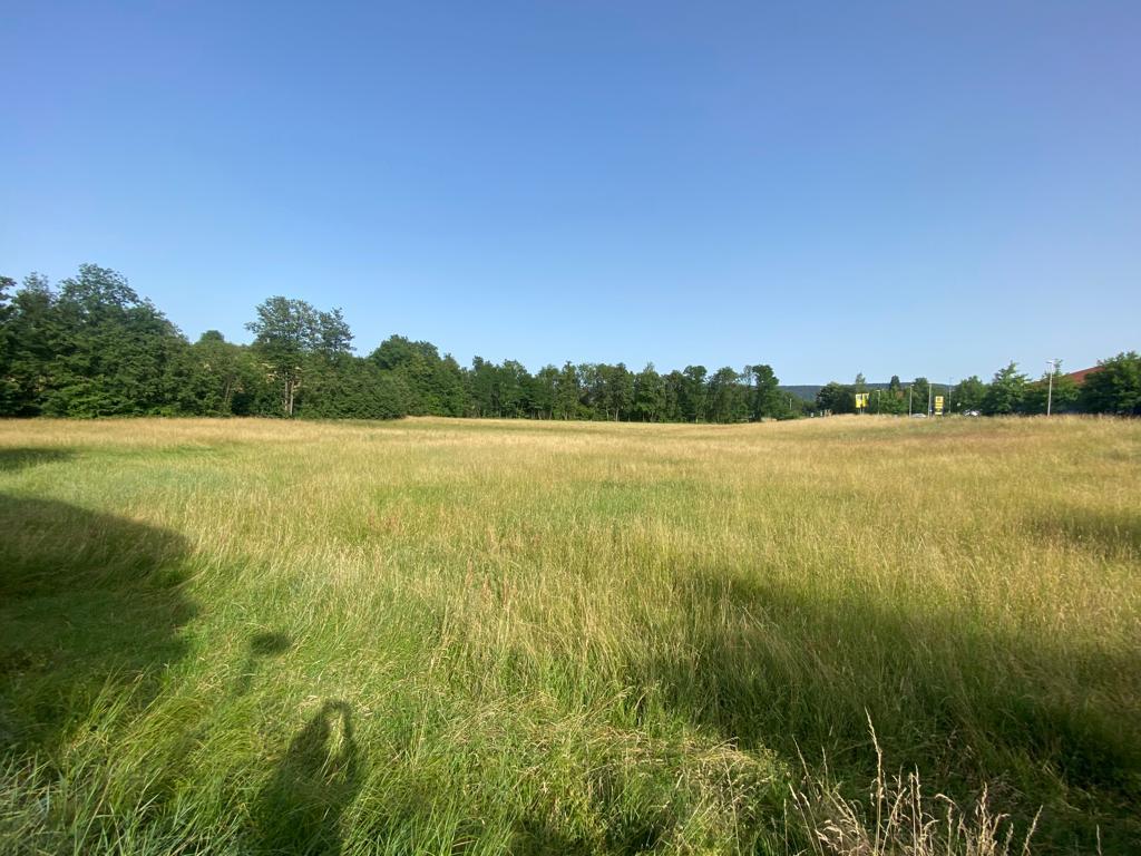 Retentionsmulde Seewiesen | Bienenroute